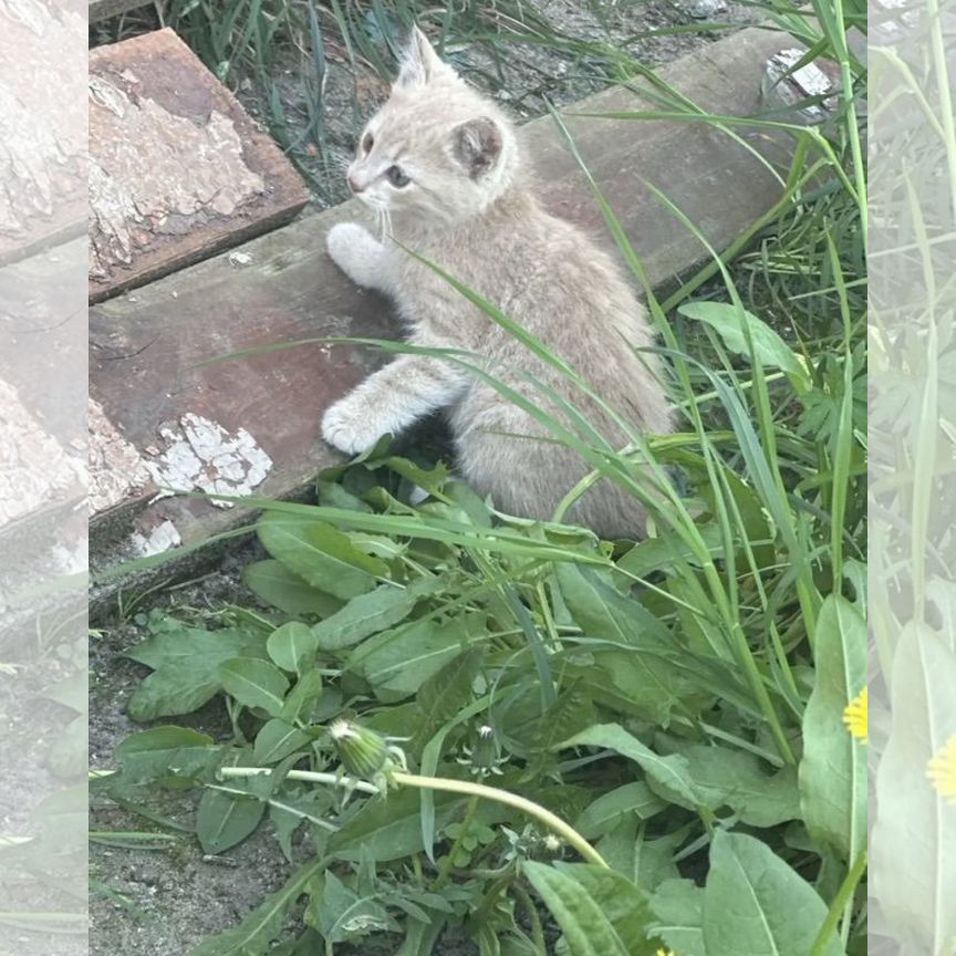Котёнок в добрые руки