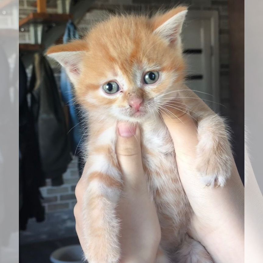 Котёнок в добрые руки