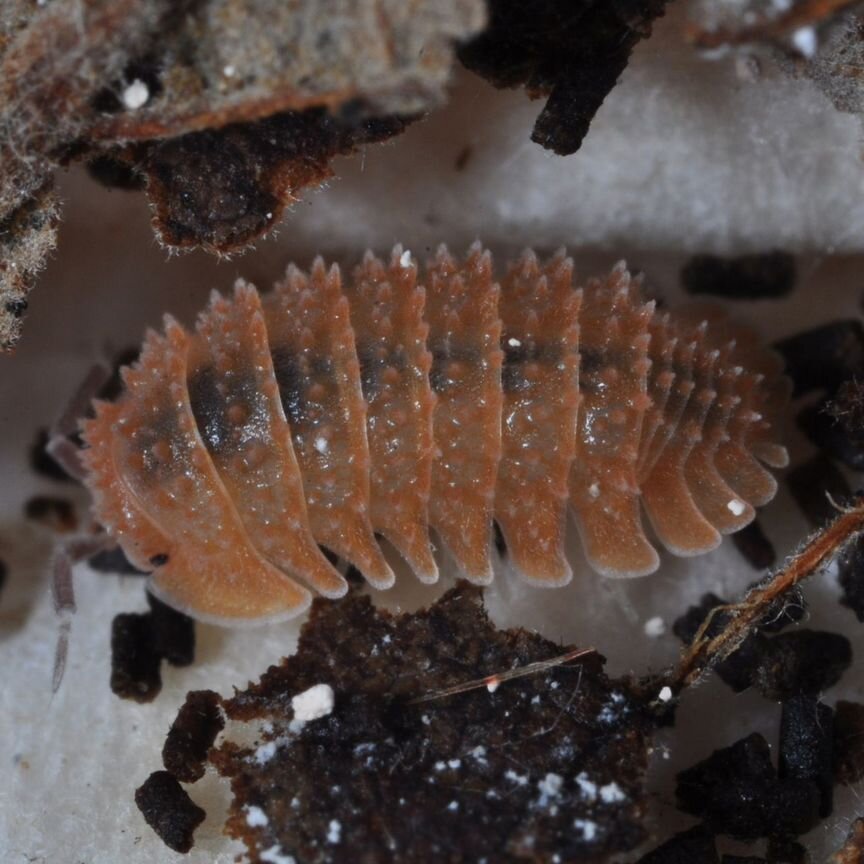 Armadillidium ibericum