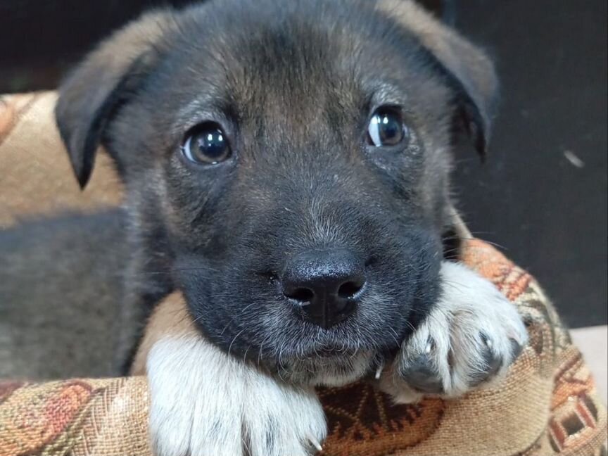Щеночек, в добрые руки, девочка