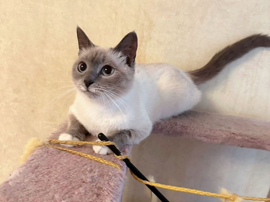 Тайская кошечка ищет дом