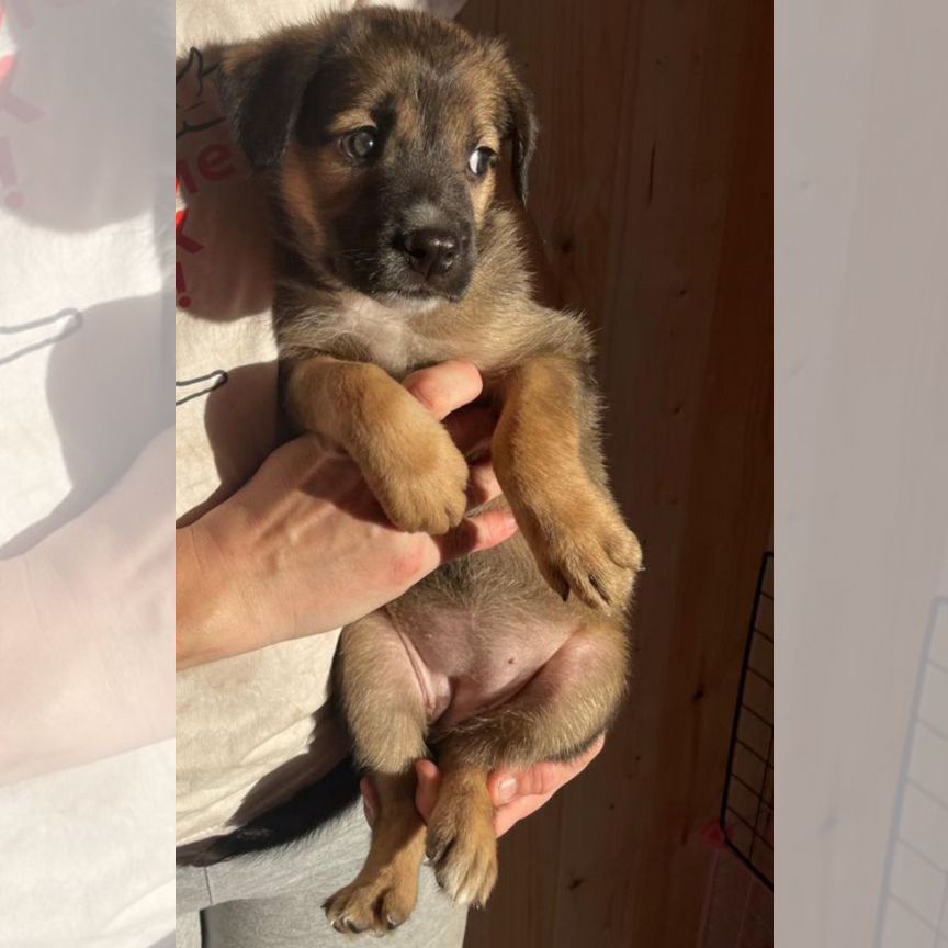 Щенок в добрые руки