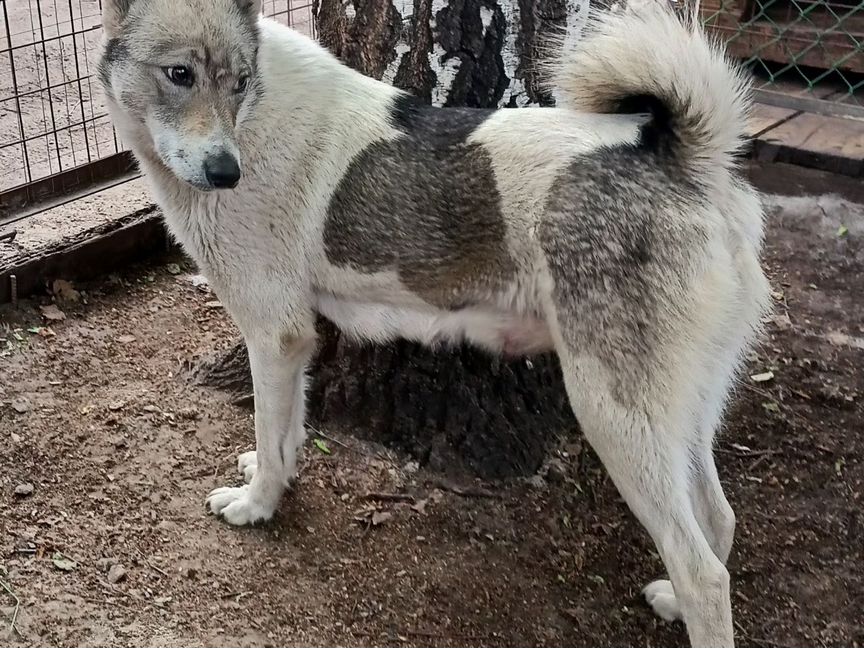 Западно сибирская лайка