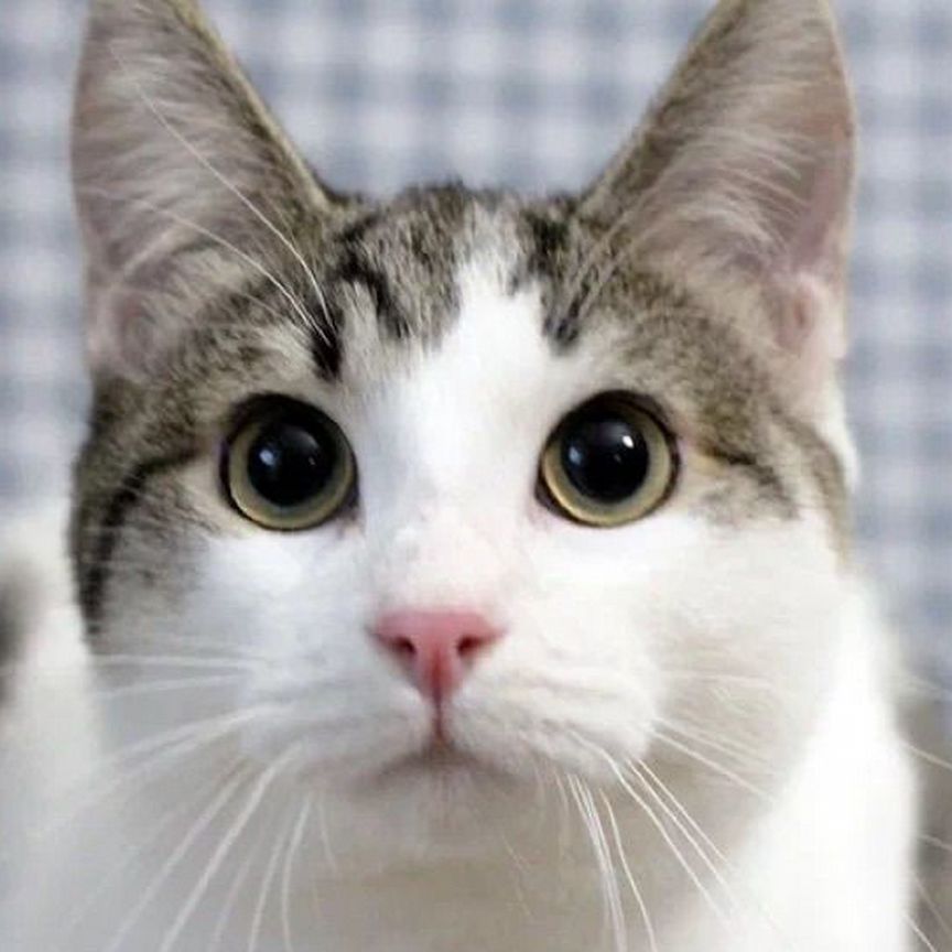 Озорной кот Славик в добрые руки