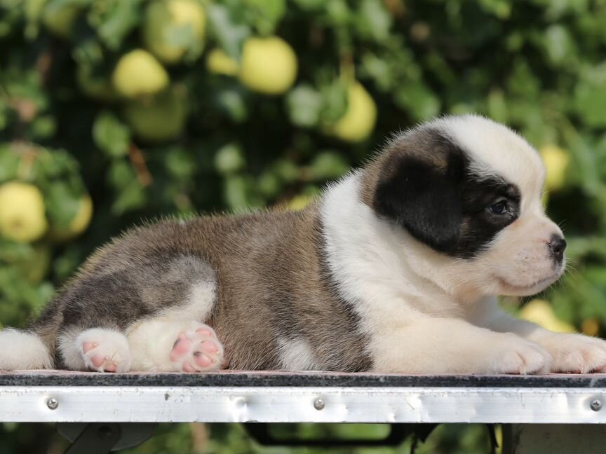 Сенбернар, Щенок, Компаньон, Друг (Выборг)