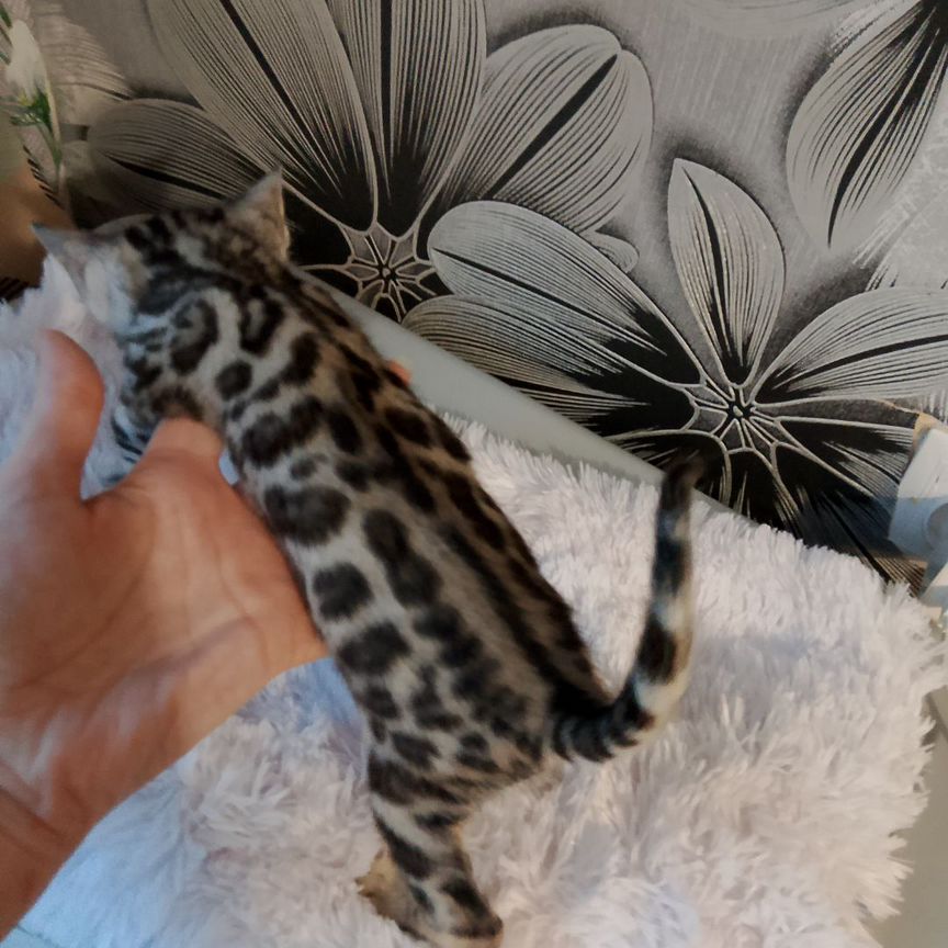 Бенгальские котята