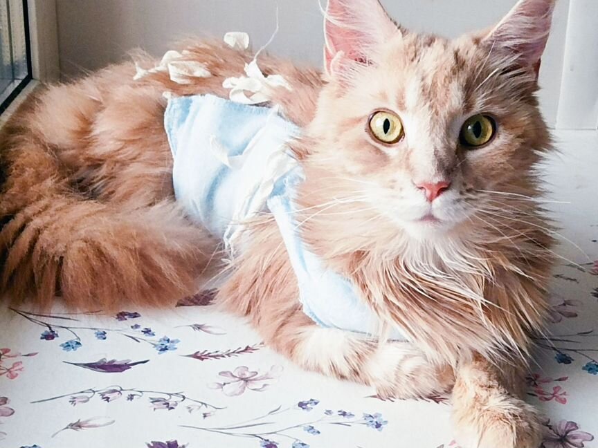 Мейн Куна метис рыжая кошка