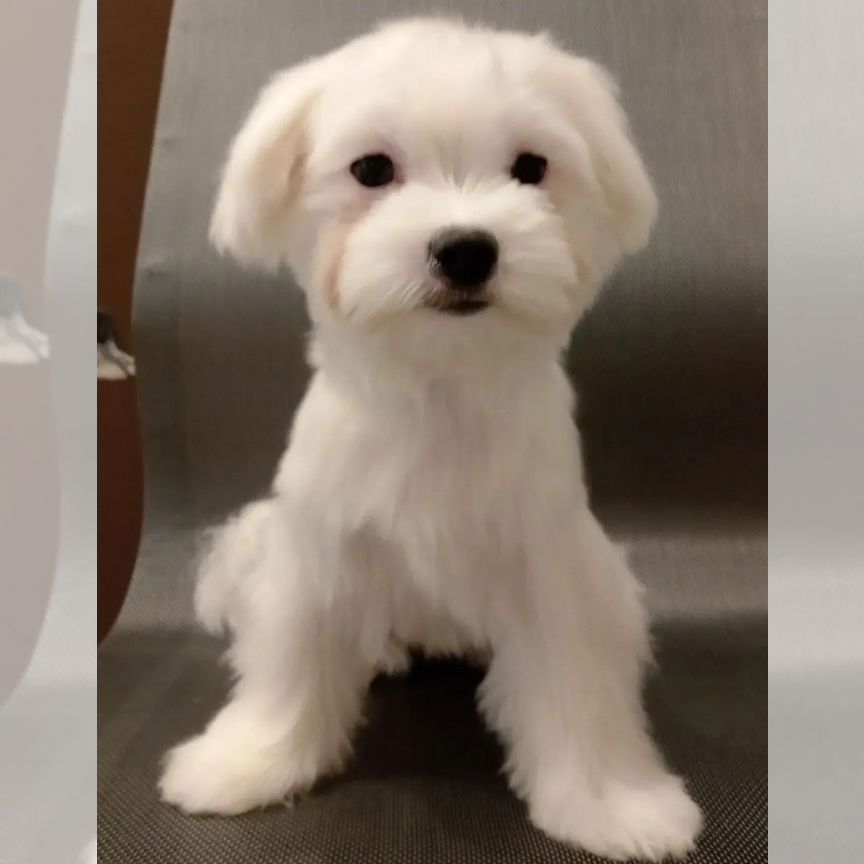 Мальтипу, щенок