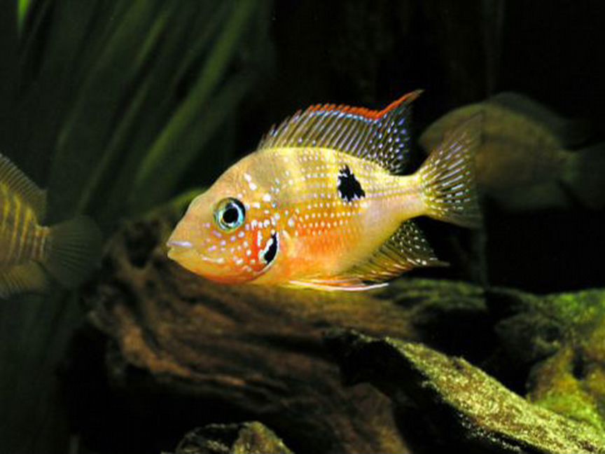 Цихлазома элиота 4+см - Cichlasoma ellioti