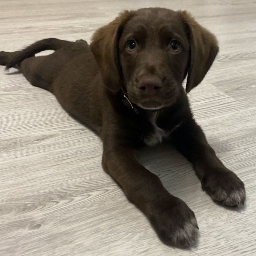 Русский охотничий спаниель, щенок