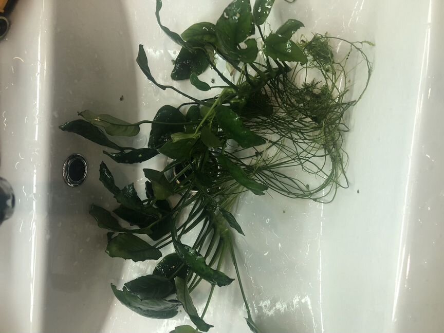 Аквариумное растение