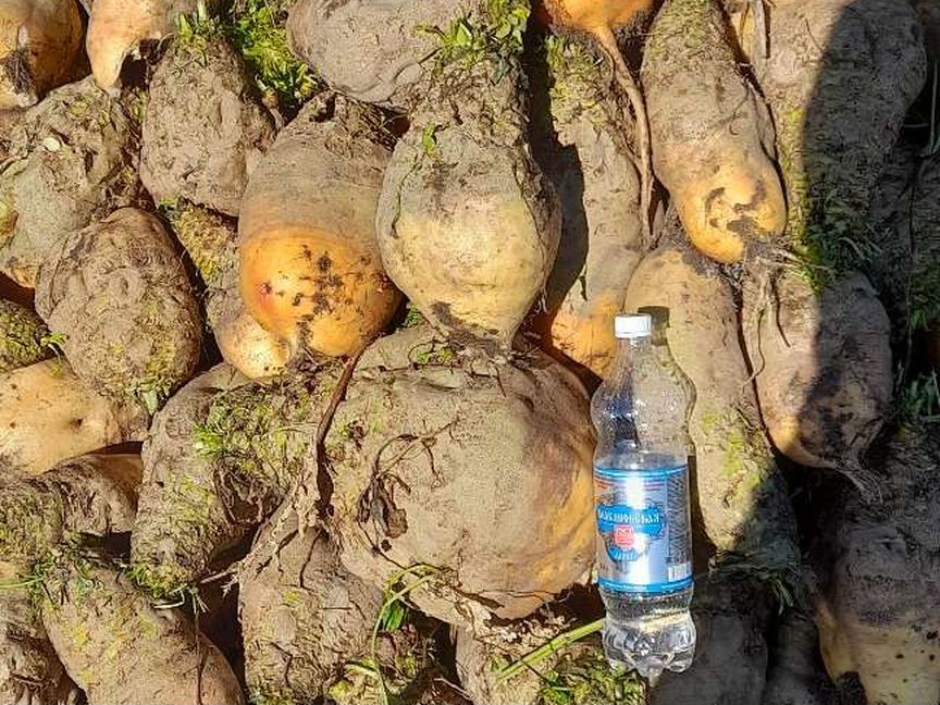 Свекла кормовая