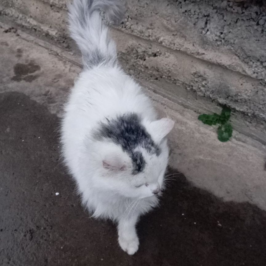 Кошка в добрые руки