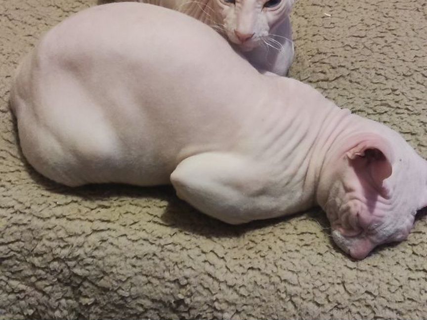 Донской сфинкс кошка