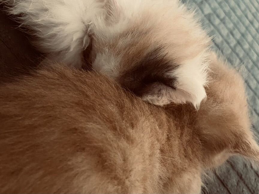 Домашние животные котята
