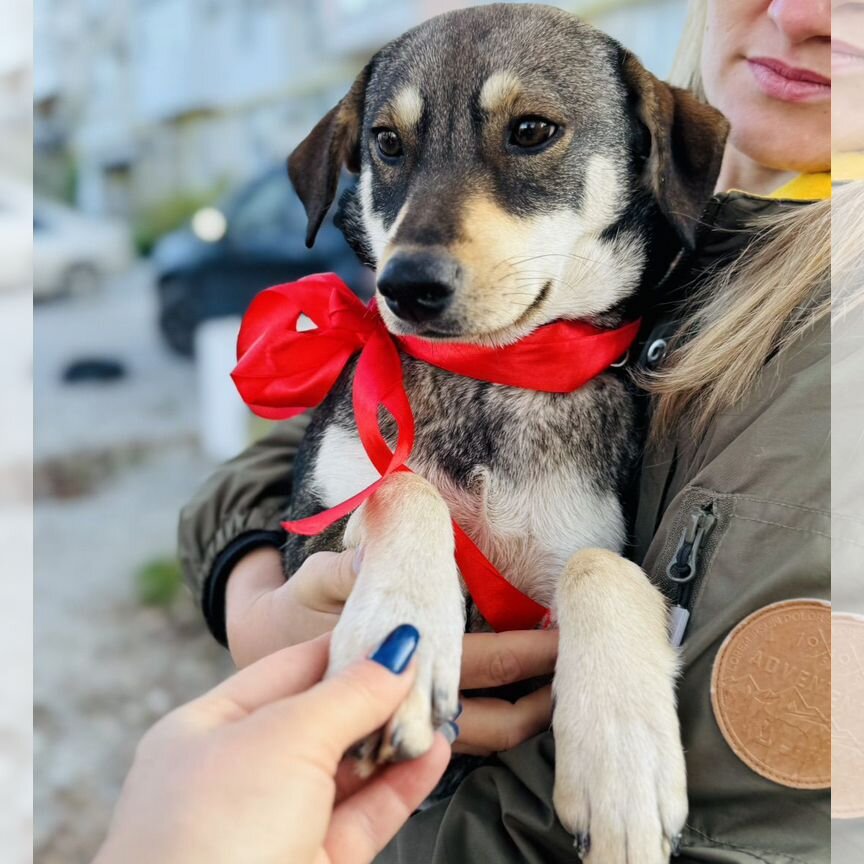 Щенок в добрые руки