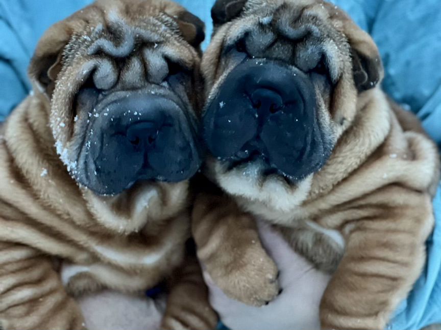 Шарпей-это самое лучшее на сете