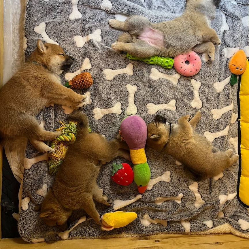 Сиба-ину, щенок