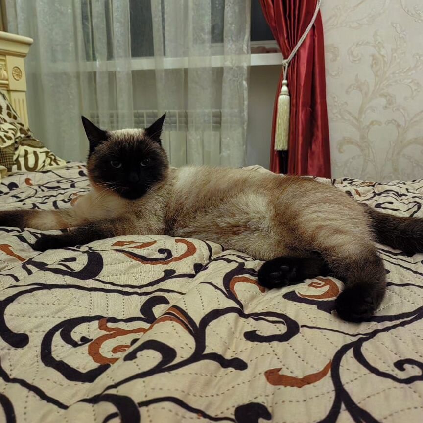 Тайская кошка ищет жениха