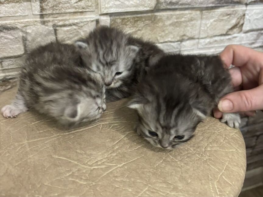 Вислоухие котята