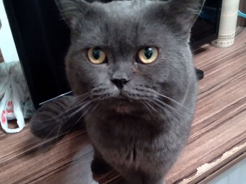 Британская молодой котик 3 года