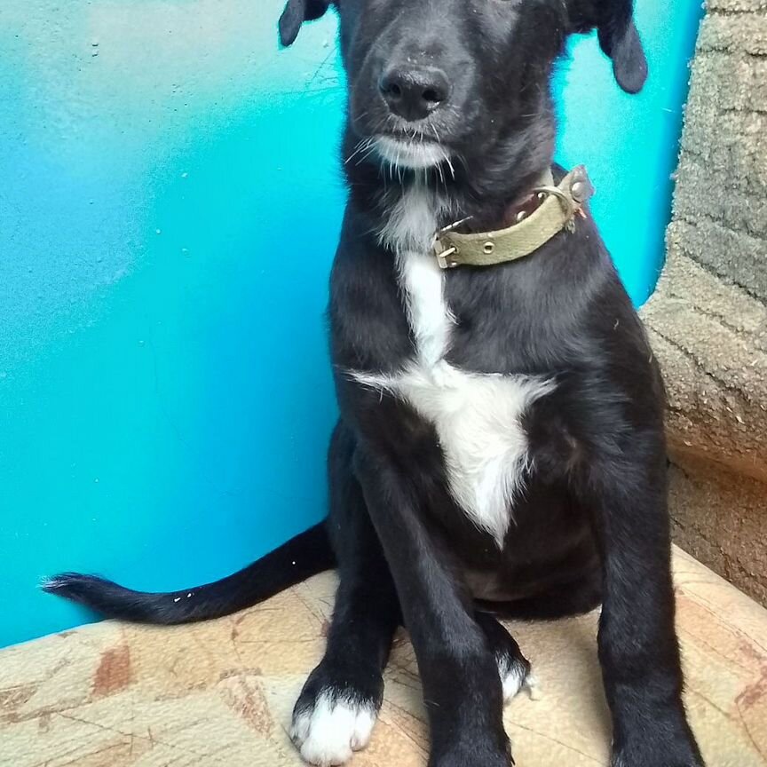 В добрые руки