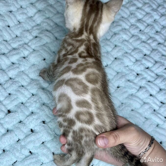 В Разведение бенгальская девочка Минк