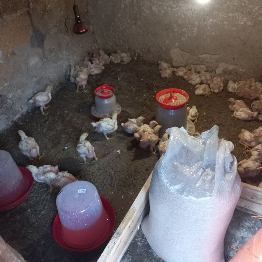 Куры бройлеры живым весом