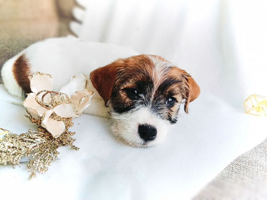 Яркая девочка Джек Рассел терьер ж/ш