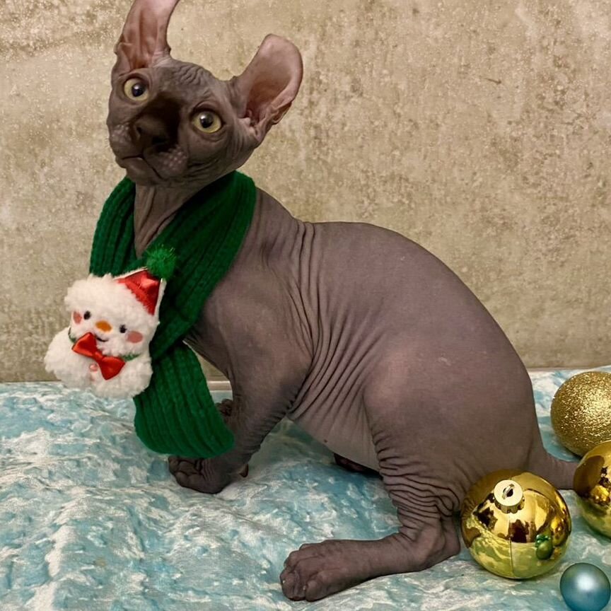 Эльф котёнок