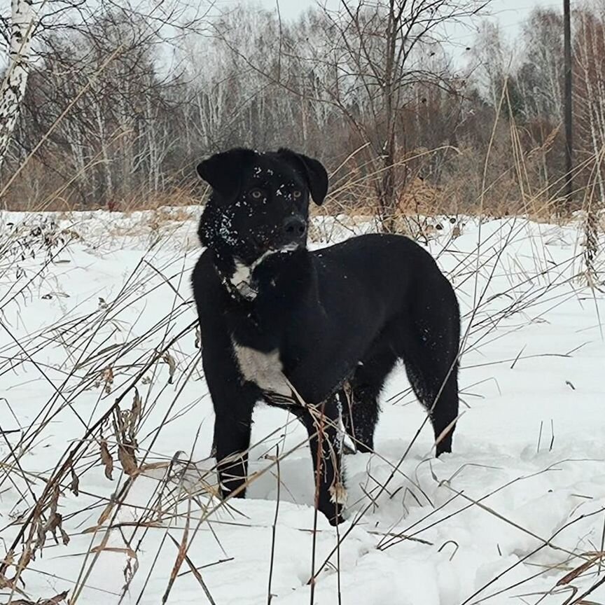 Красавица собака Мила