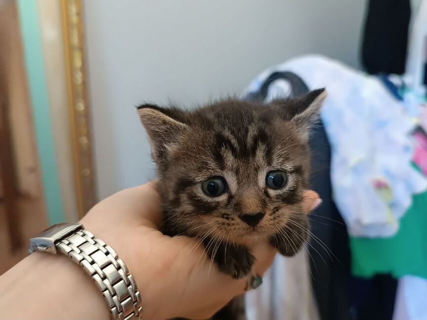 Котята помесь шотландца