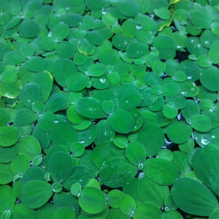 Плавающие аквариумные растения