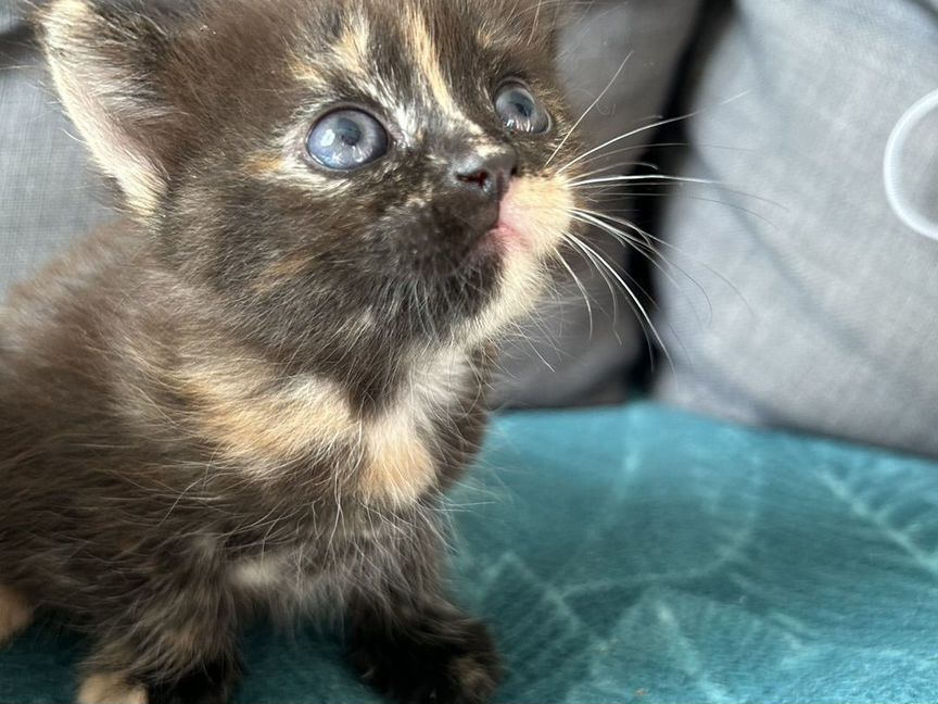 Котята