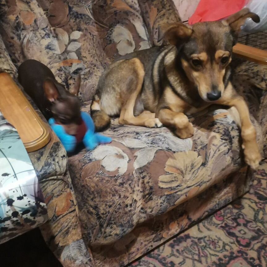 Взрослая собака в добрые руки