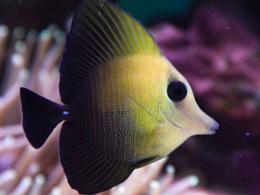 Морские рыбы