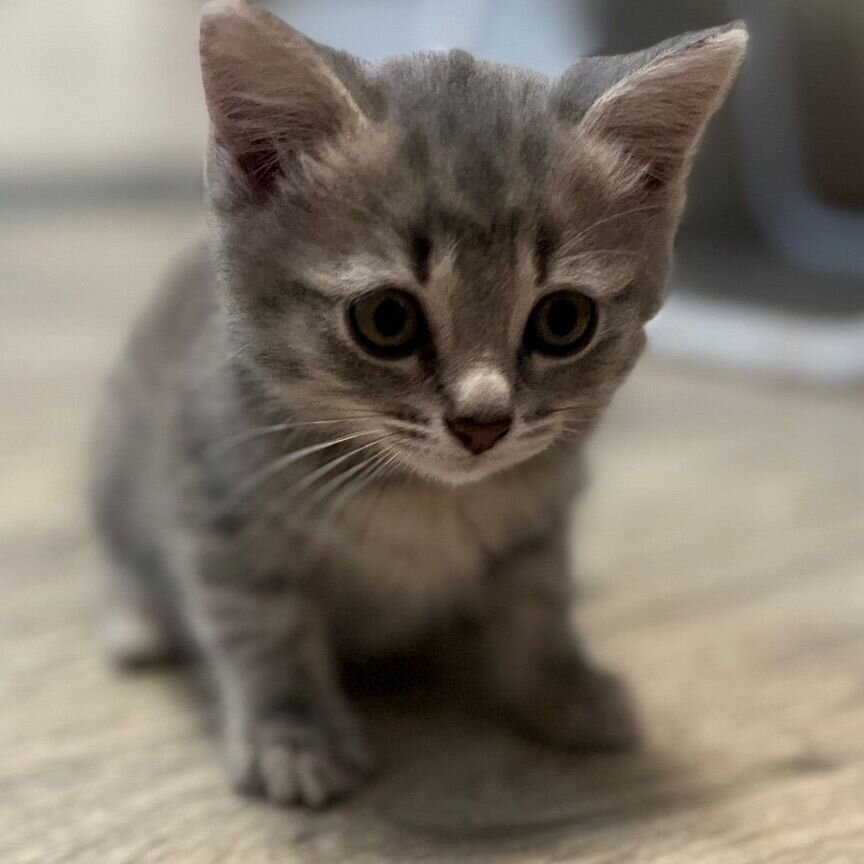 Британский короткошёрстный котёнок