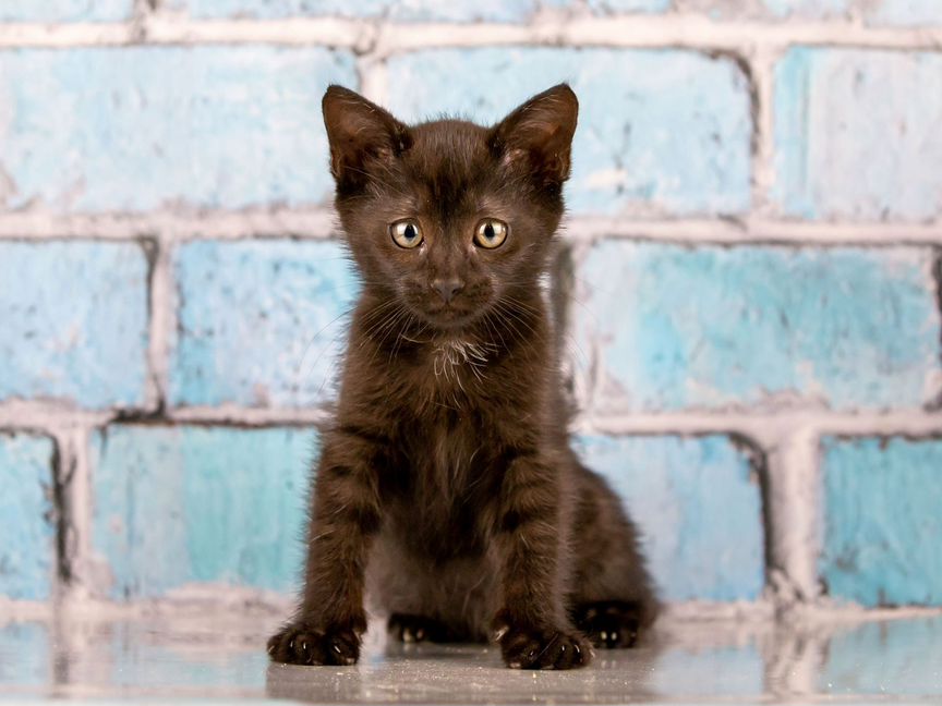 Котёнок чёрный 2,5 мес