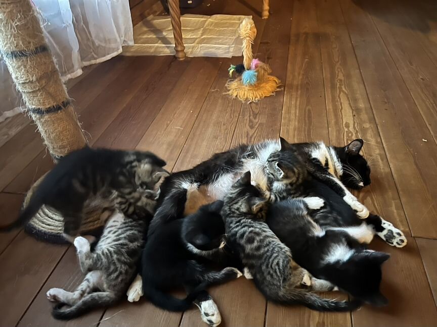 Котята в добрые руки приучены к лотку