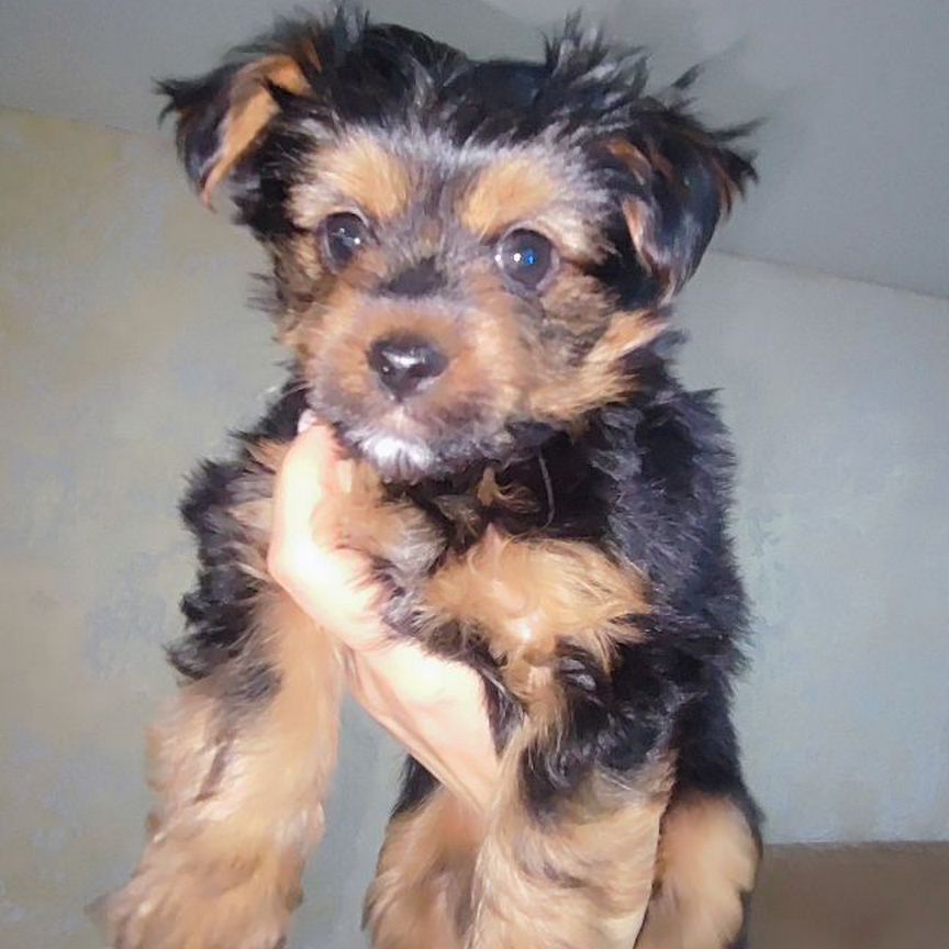 Йоркширский терьер щенок мальчик