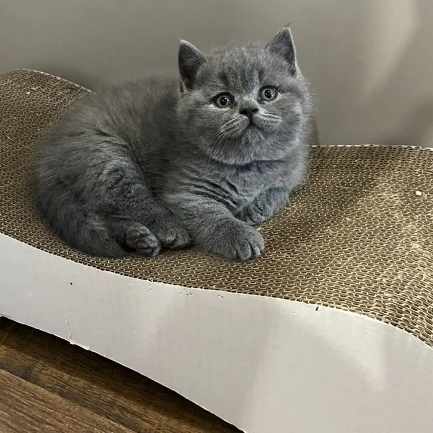 Британские котята