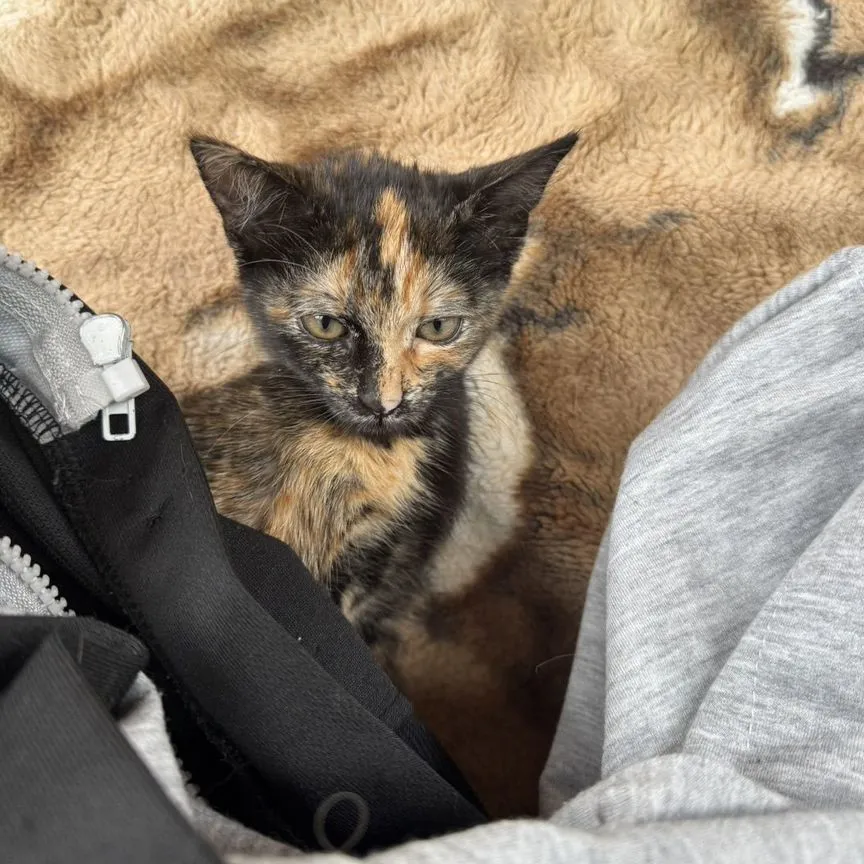Котята в добрые руки бесплатно девочка