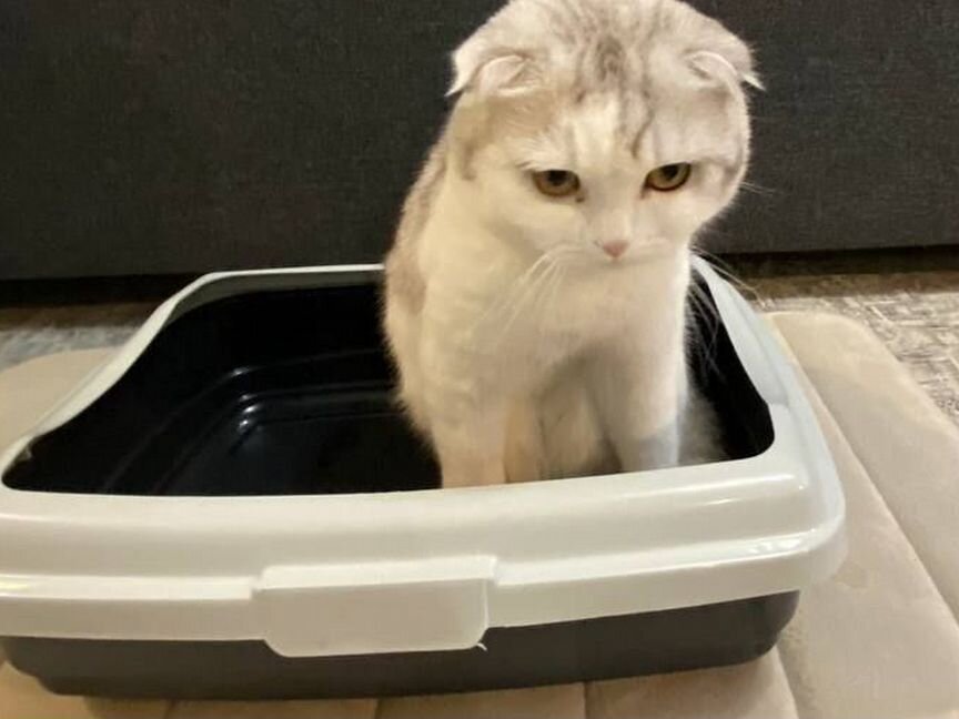 Туалет лоток для кошек и коврик для лотка