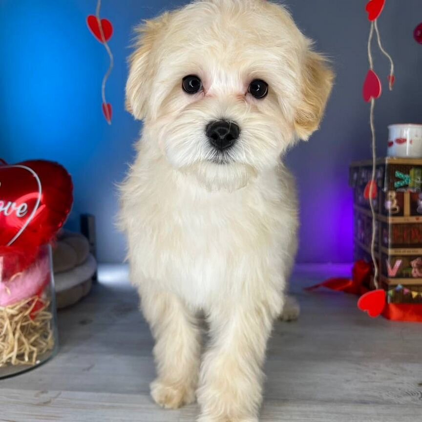 Мальтипу мини f1 мальчик