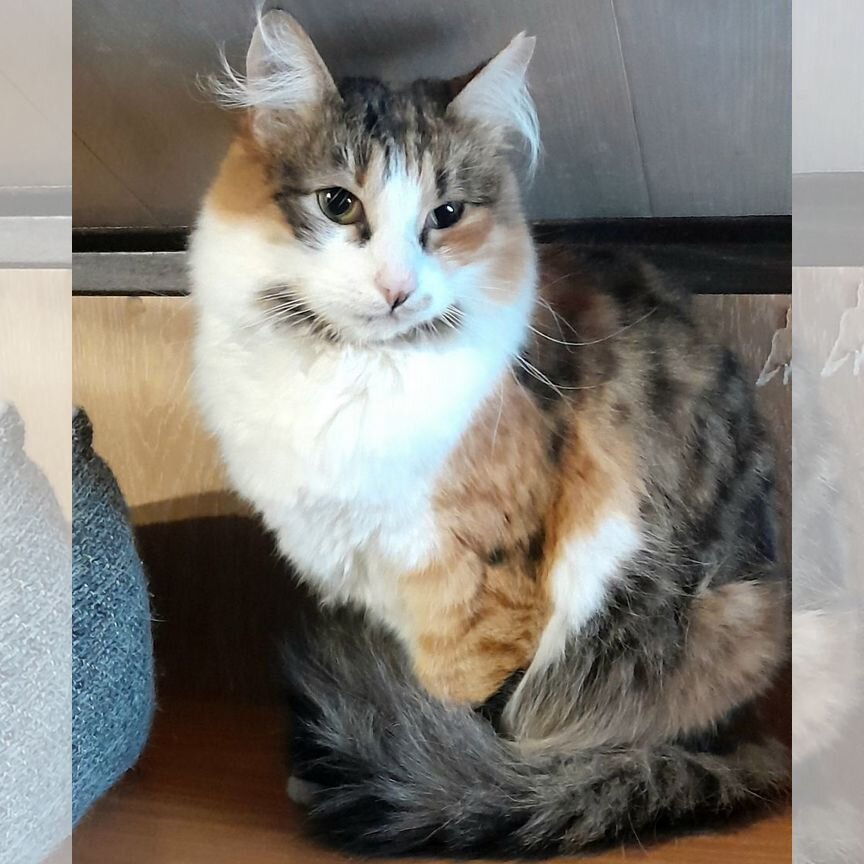 Ласковая молодая трехцветная кошечка