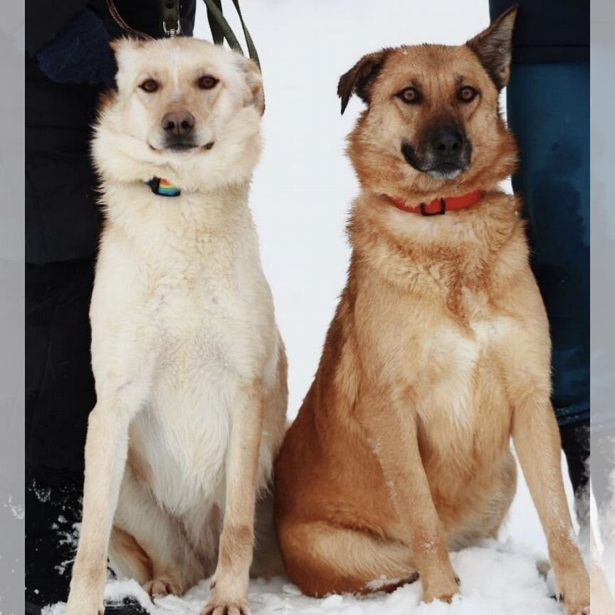 Взрослая собака в добрые руки