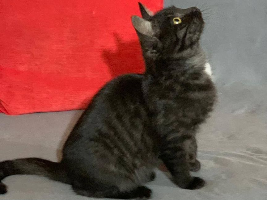 Котенок 4,5 мес, мальчик