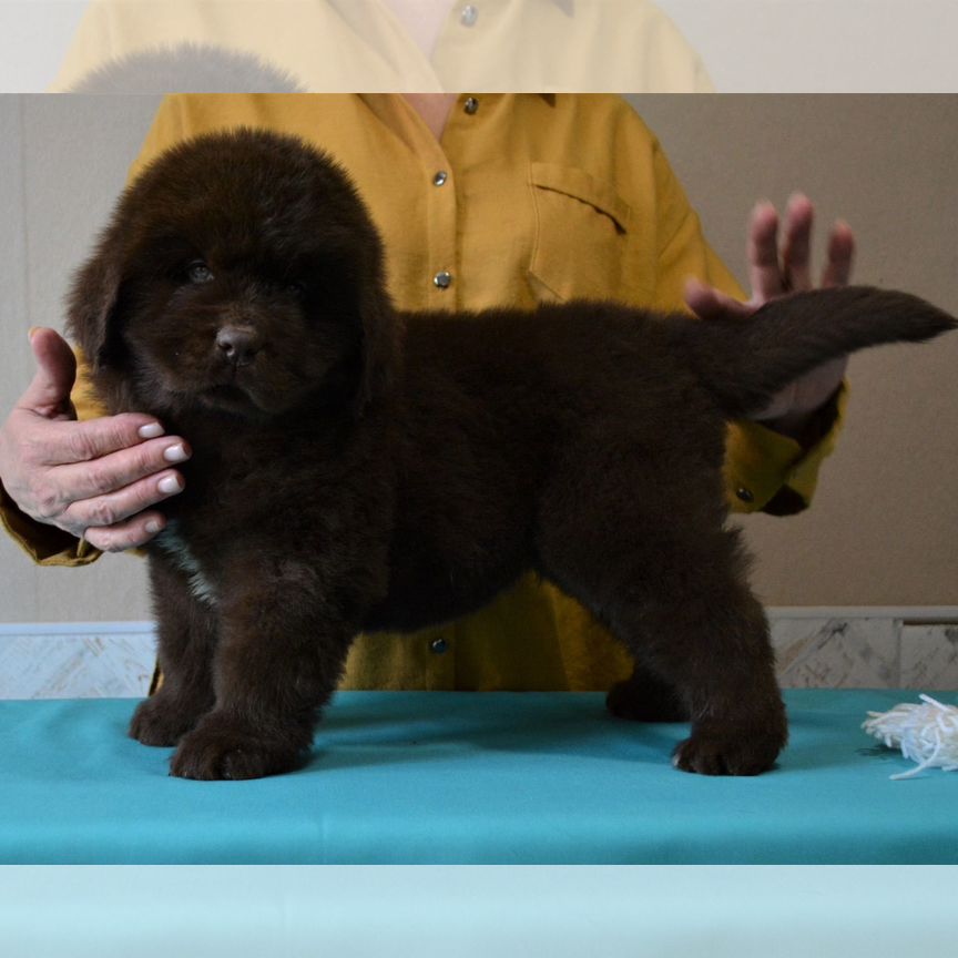 Ньюфаундленд зенки