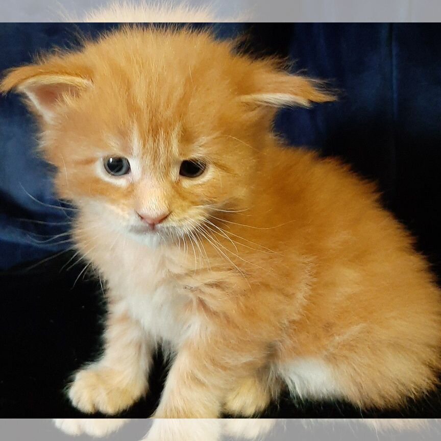 Мейн-кун котёнок