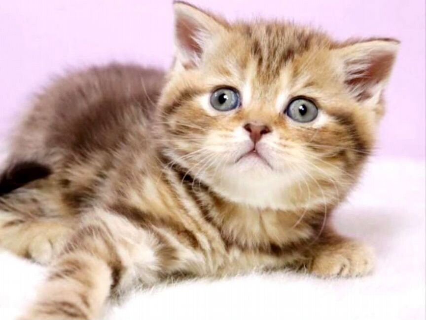 Шотландские котятки) Браун табби
